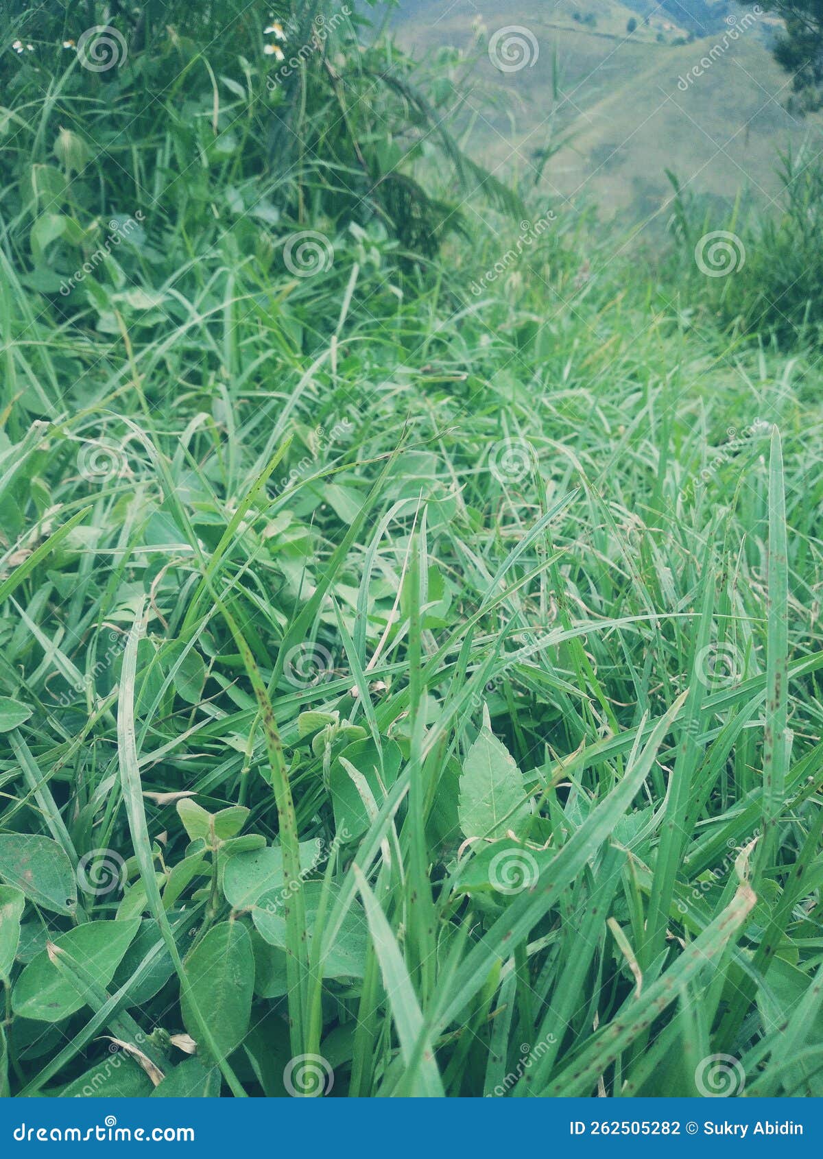 Weeds with Long Leaf Shapes Stock Photo - Image of shapes, long: 262505282