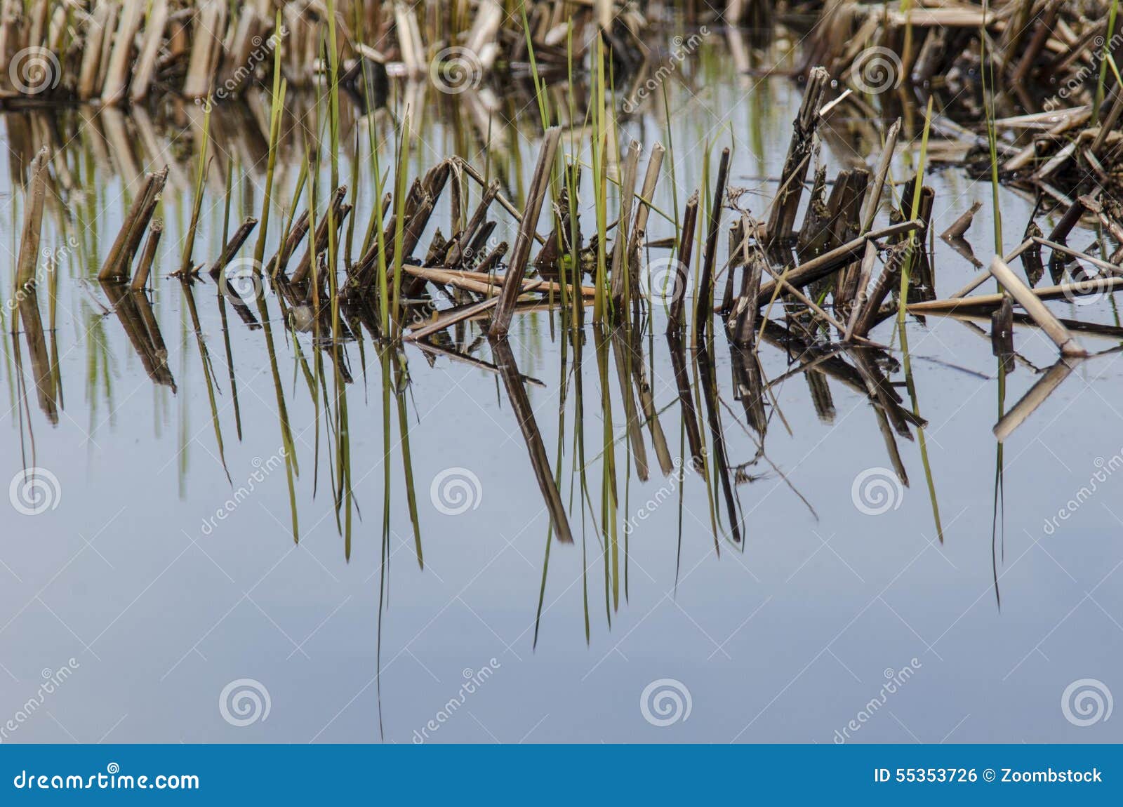 Weeds in marshland stock photo. Image of lake, conservation - 55353726