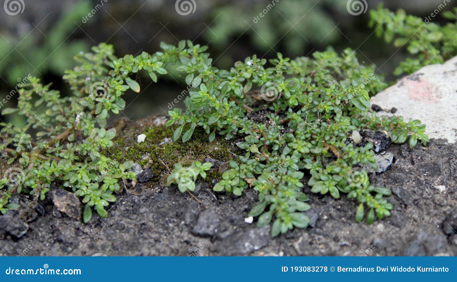 Weeds and Moss Grow on the Rocks Stock Photo - Image of thrive, water ...