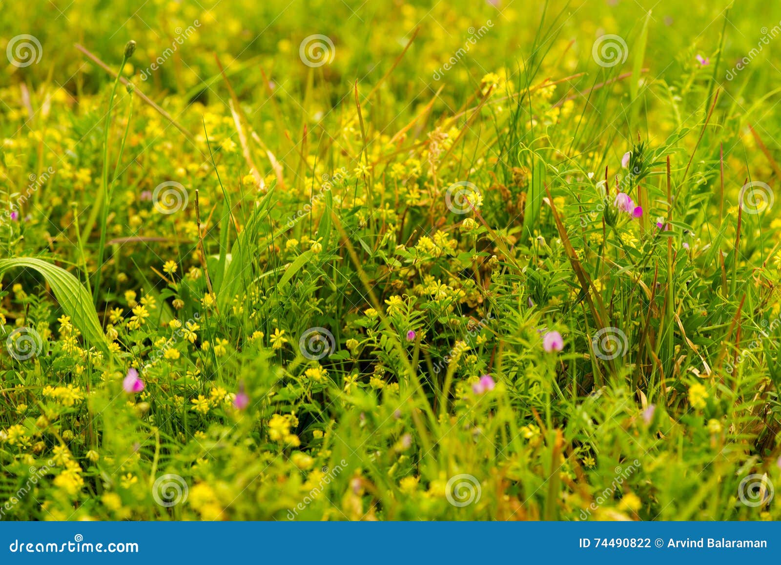 Weeds stock photo. Image of blossom, morning, flowers - 74490822