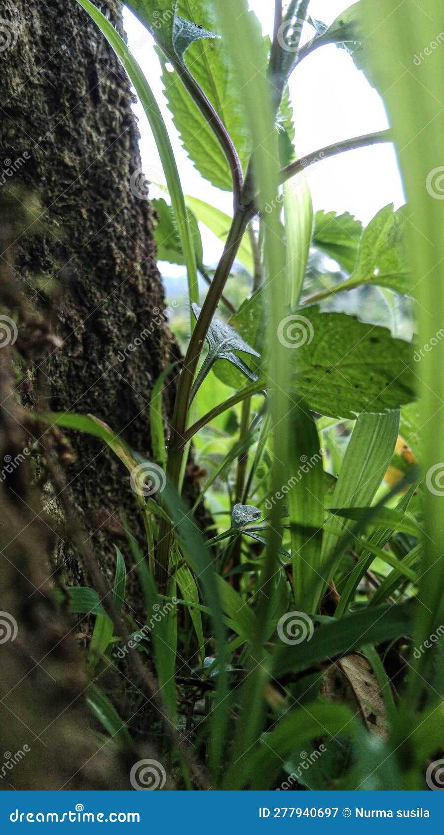 Weeds near a big tree stock image. Image of tree, produce - 277940697