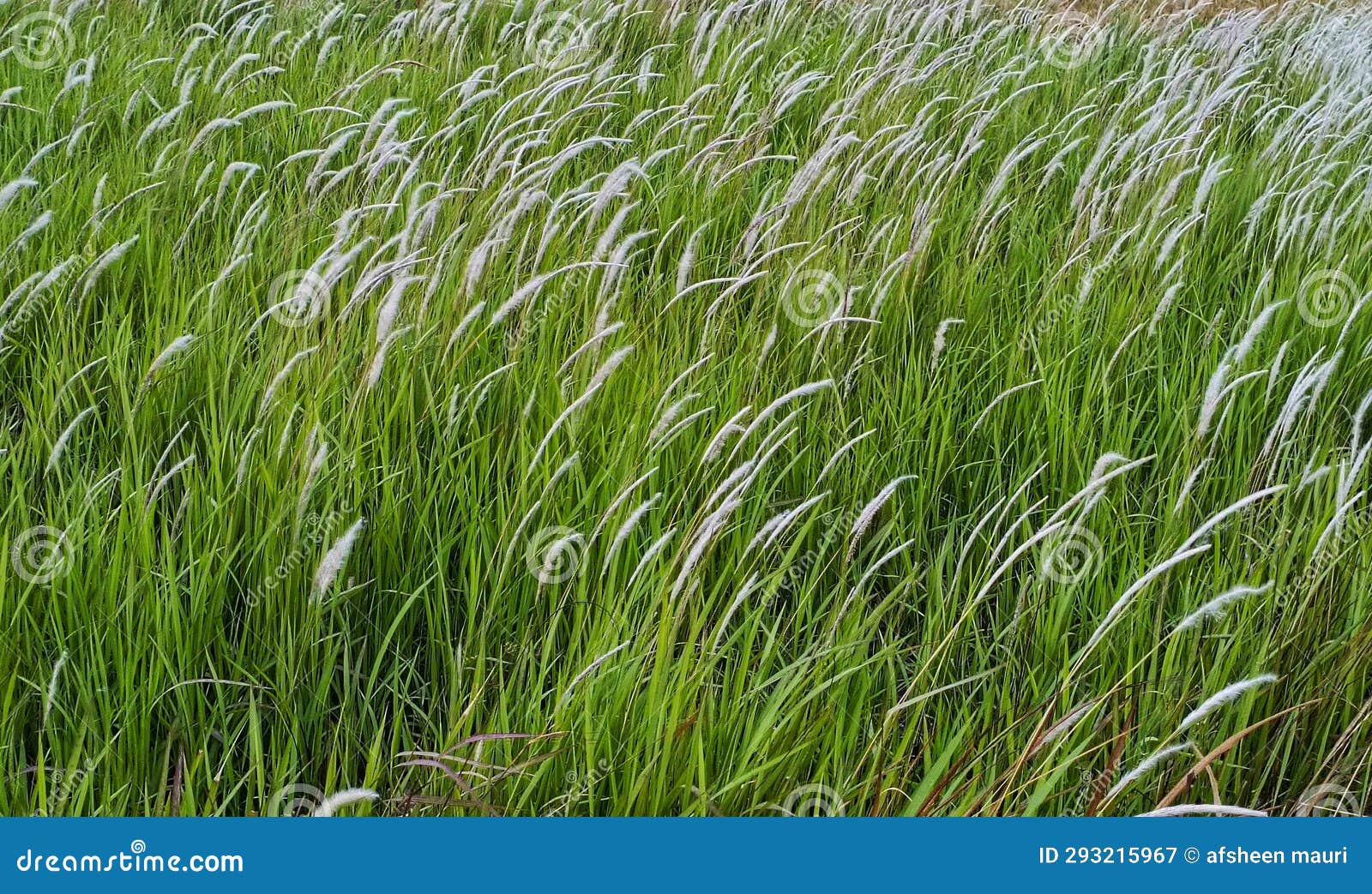 Weeds Often Grow Wild in Meadows, Fields, or Roadsides, Creating ...