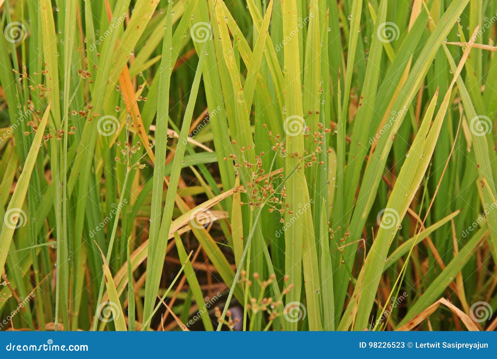 Weeds in paddy field stock image. Image of plant, rice - 98226523