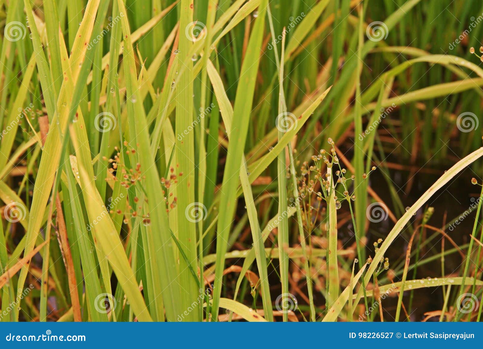 Weeds in paddy field stock image. Image of rice, asia - 98226527