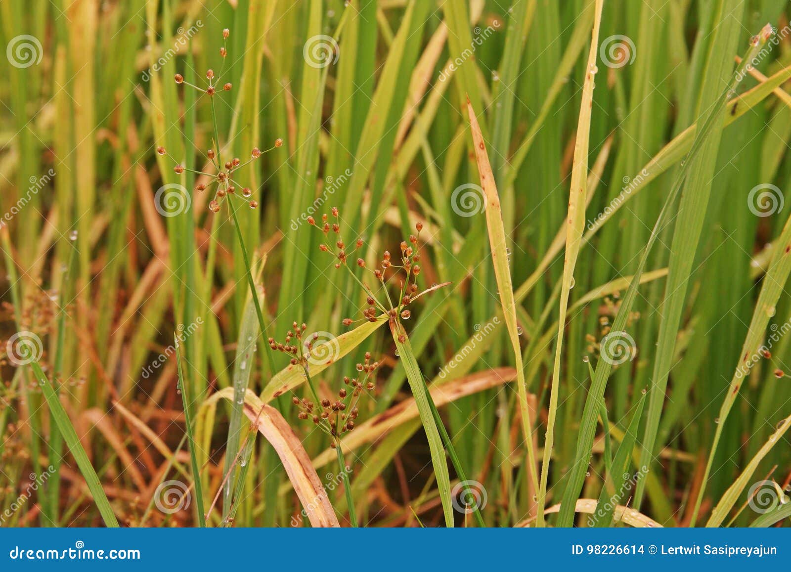 Weeds in Paddy Field, Sedges Stock Photo - Image of paddy, plant: 98226614