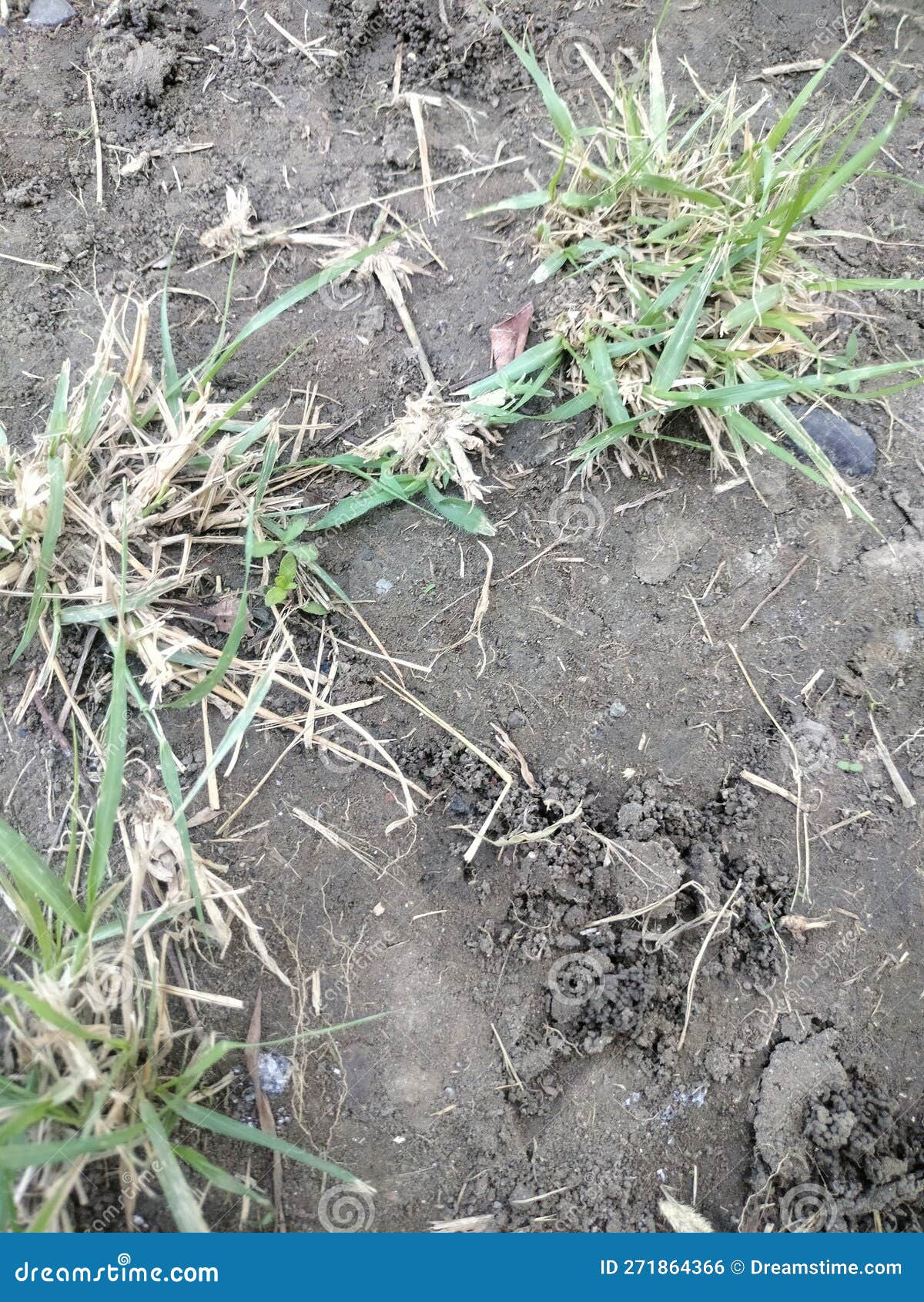 Weeds at poor soil stock photo. Image of pond, produce - 271864366