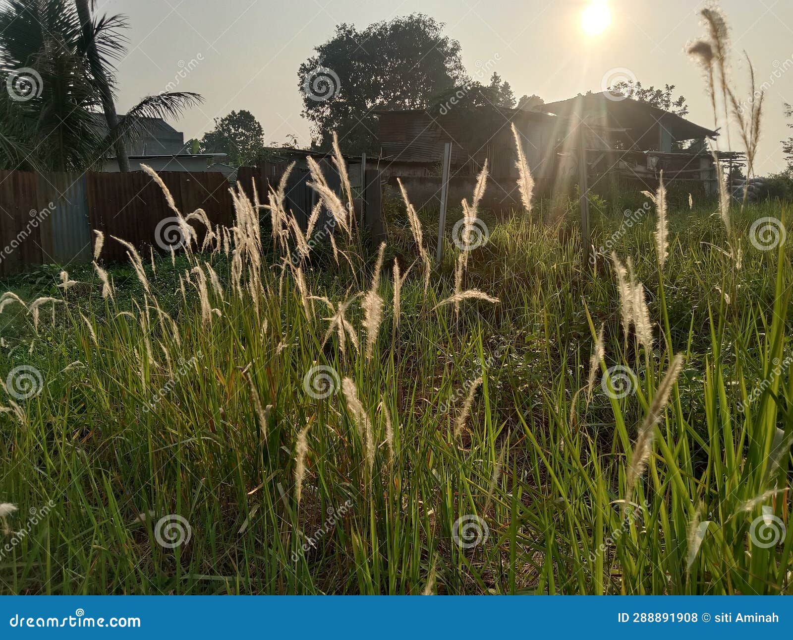 The Weeds Remain Fertile in the Dry Season. Stock Photo - Image of ...