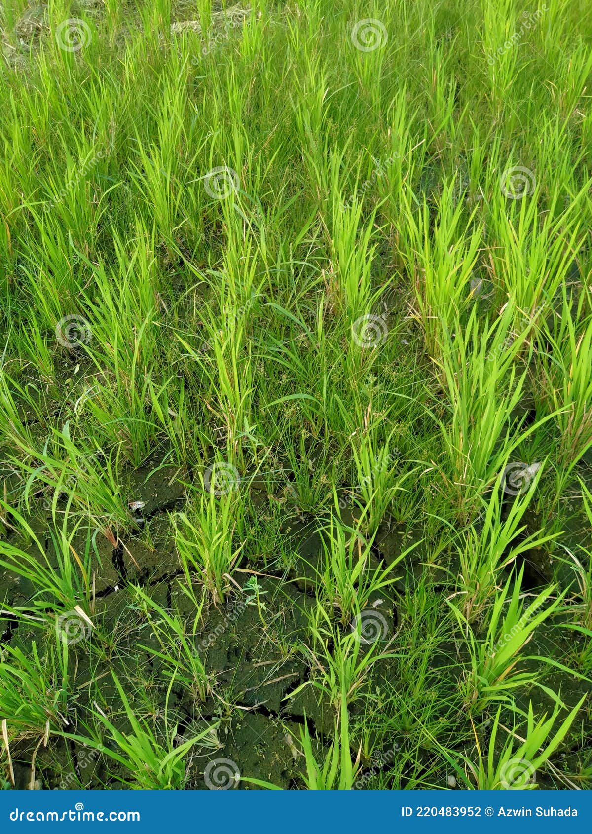 Weeds in rice stock photo. Image of farmer, shrub, tree - 220483952