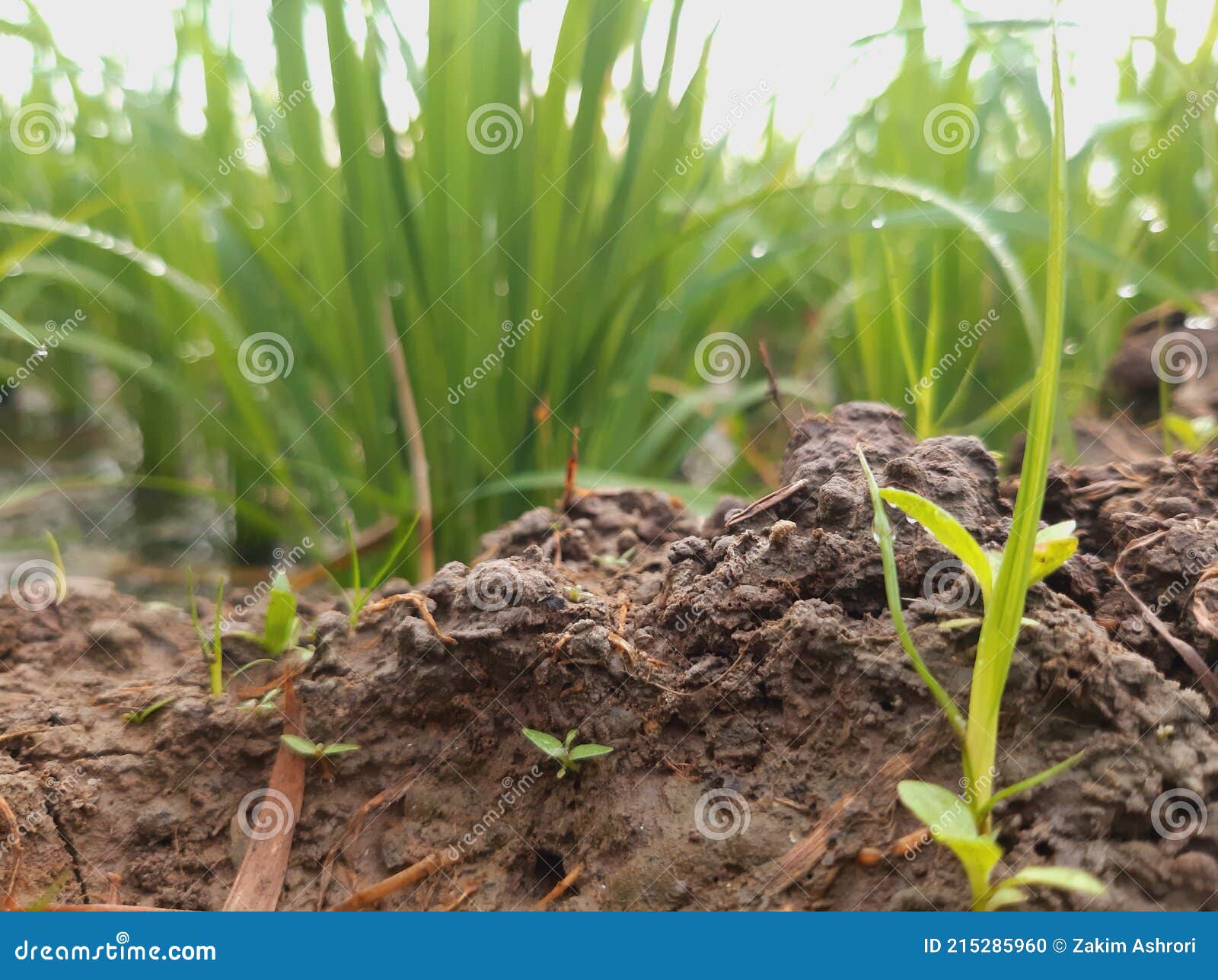 Weeds in rice field stock photo. Image of green, rice - 215285960