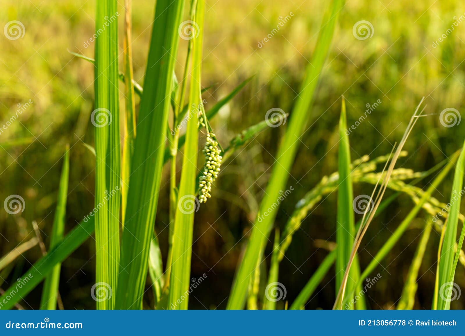 The weeds in rice field stock photo. Image of face, odisha - 213056778