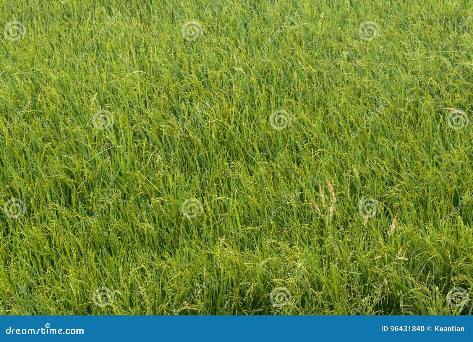 Weeds and rice fields. stock photo. Image of green, asia - 96431840