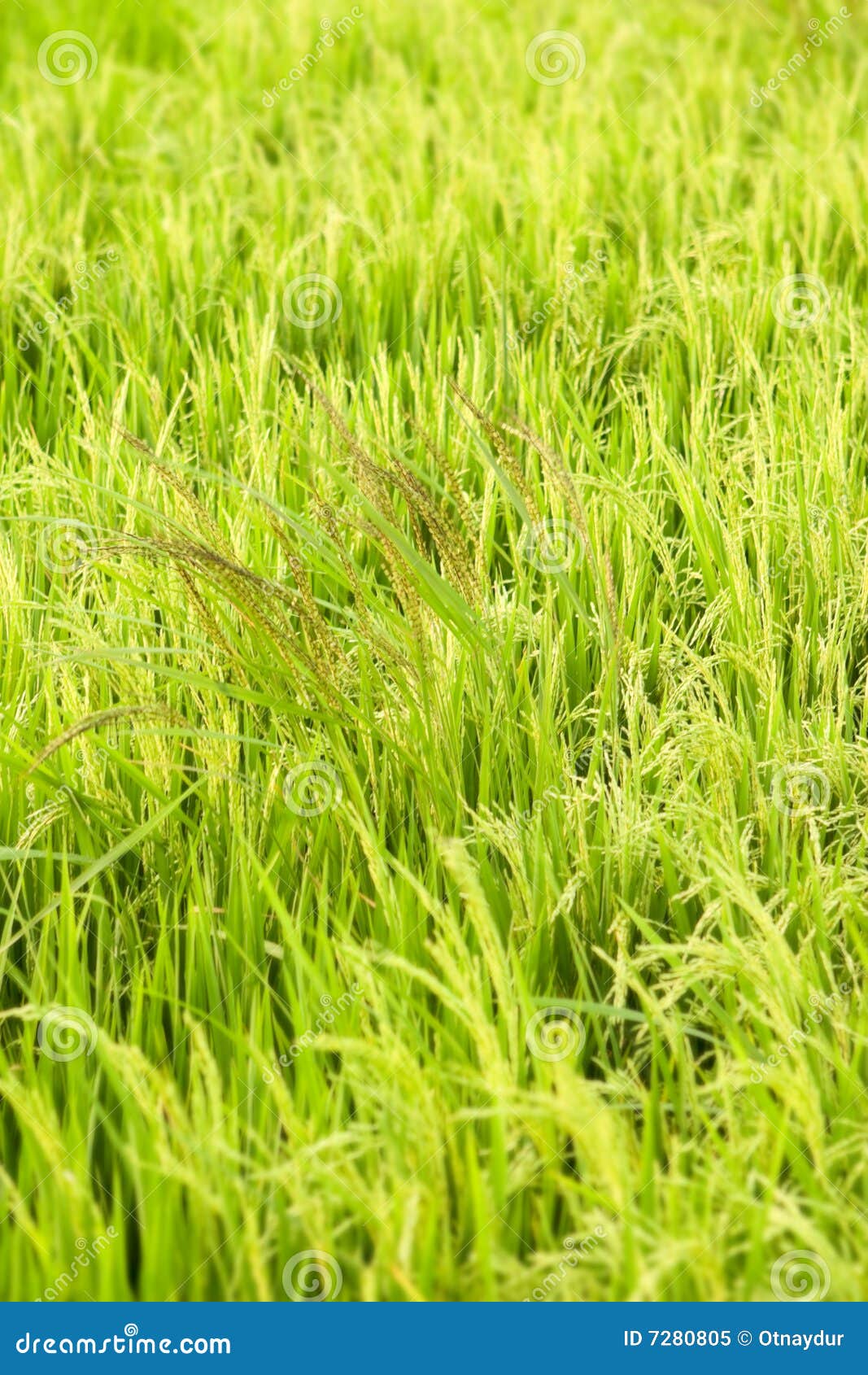 Weeds between rice plant stock image. Image of farming - 7280805