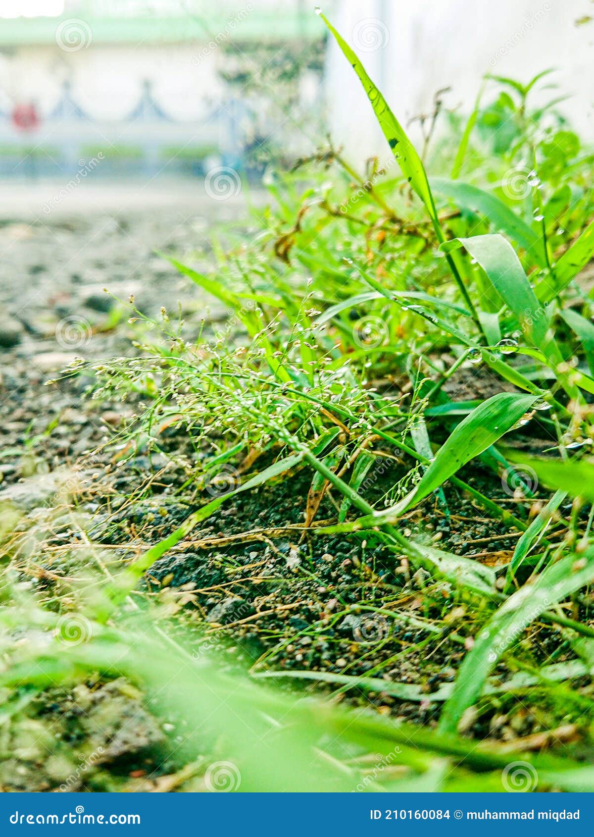 Weeds on the roadside stock photo. Image of garden, meadow - 210160084