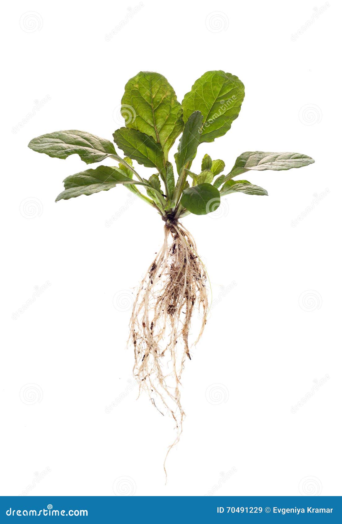 Weeds with Root on Isolated Stock Image - Image of isolated ...