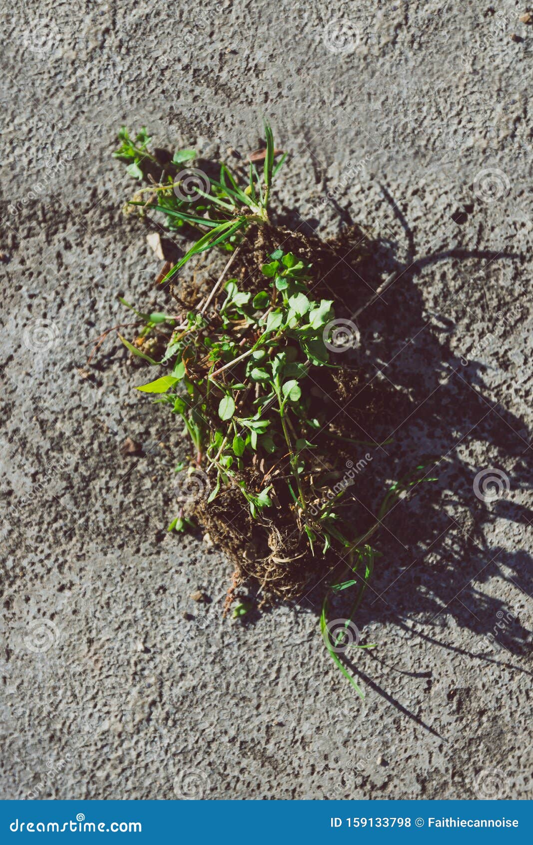 Weeds with Roots Pulled Out of the Ground and Placed on Concrete ...