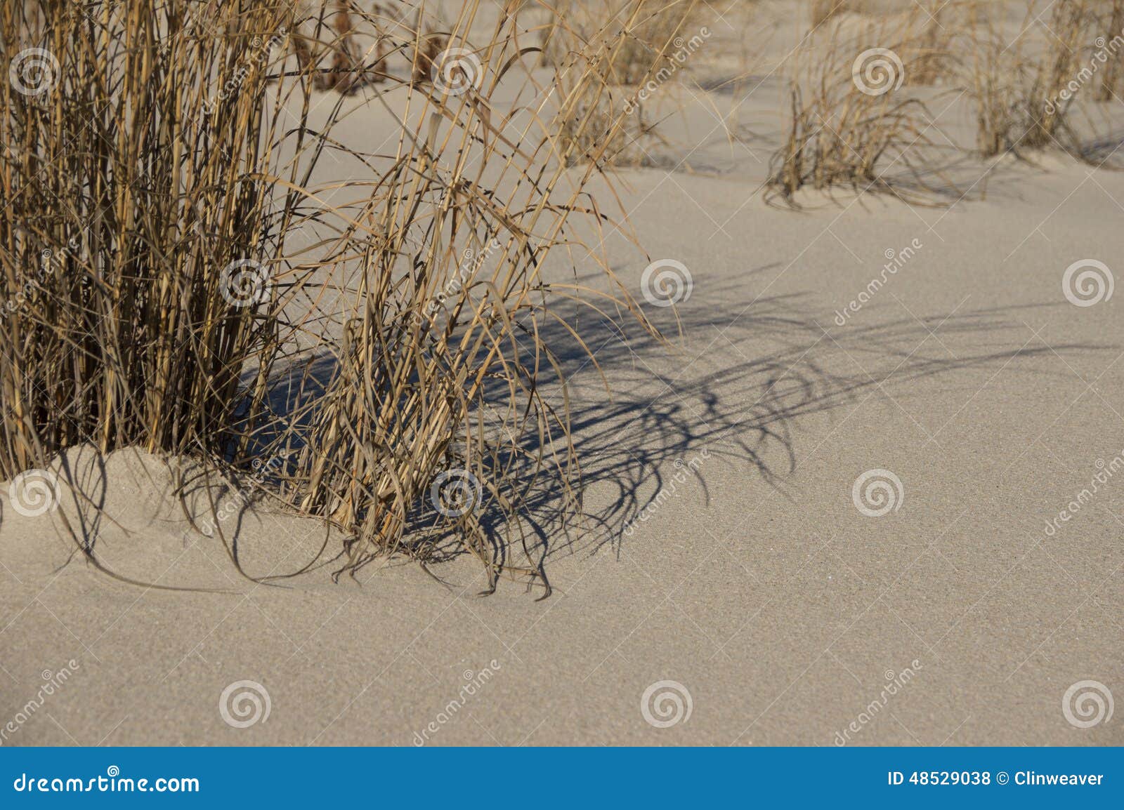 Weeds in the Sand stock photo. Image of weeds, tufts - 48529038