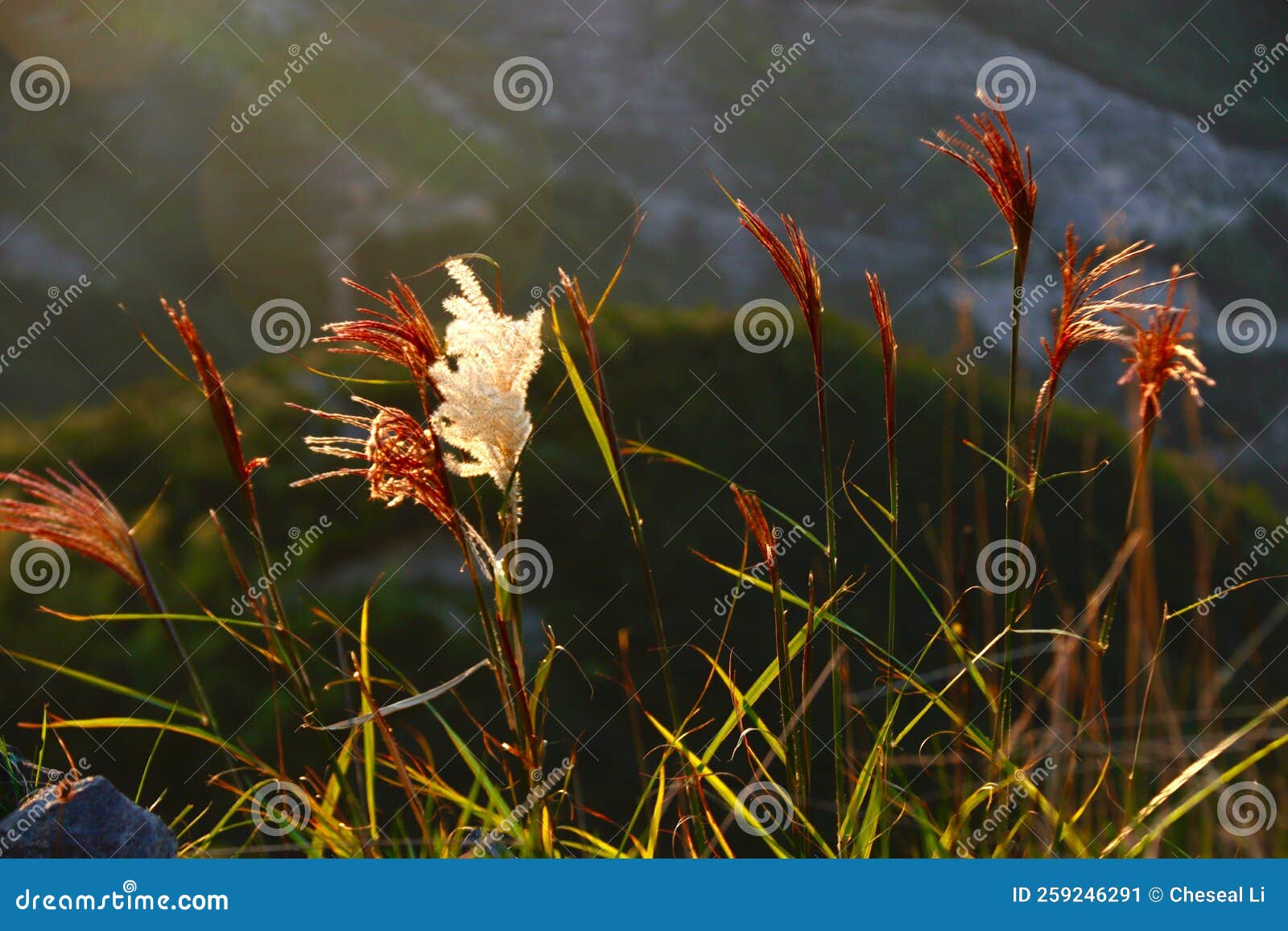 Weeds in the setting sun stock image. Image of prairie - 259246291