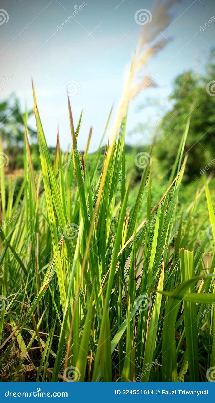 Weeds are Sharp-leafed Grass that Become Weeds on Agricultural Land ...