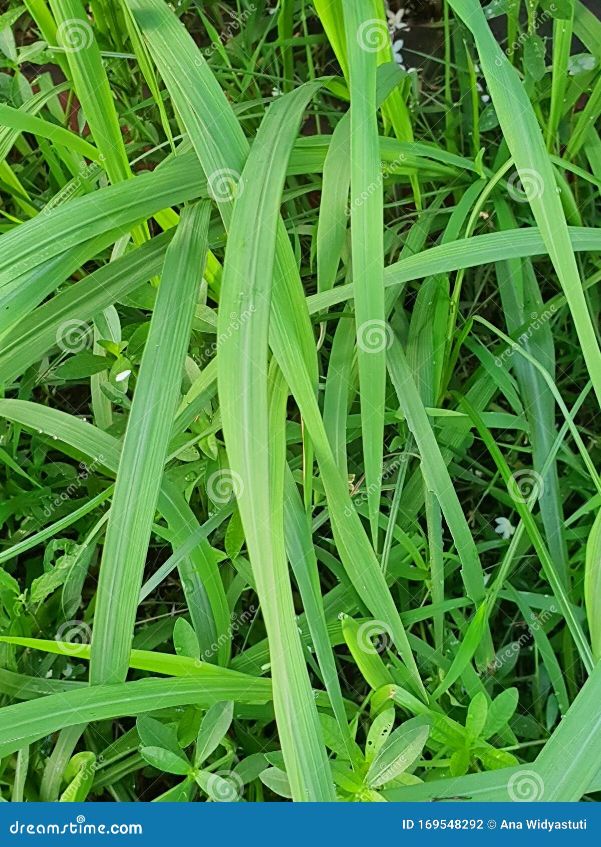 Weeds on the Side of the Road Stock Photo - Image of side, tropical ...