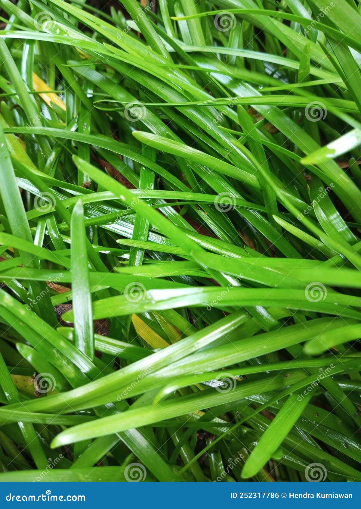 Weeds by the Side of the Road Stock Photo - Image of weeds, road: 252317786