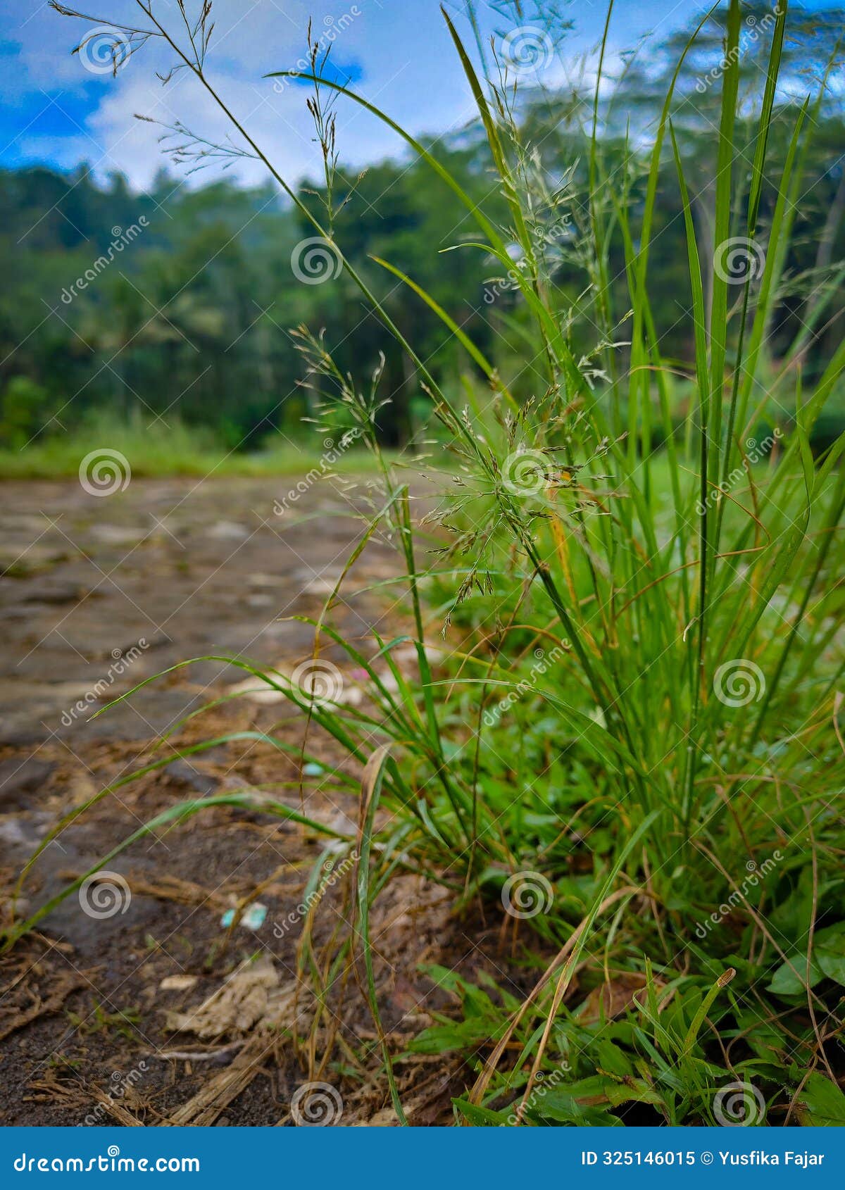 Weeds on the Side of the Road Stock Image - Image of road, wild: 325146015