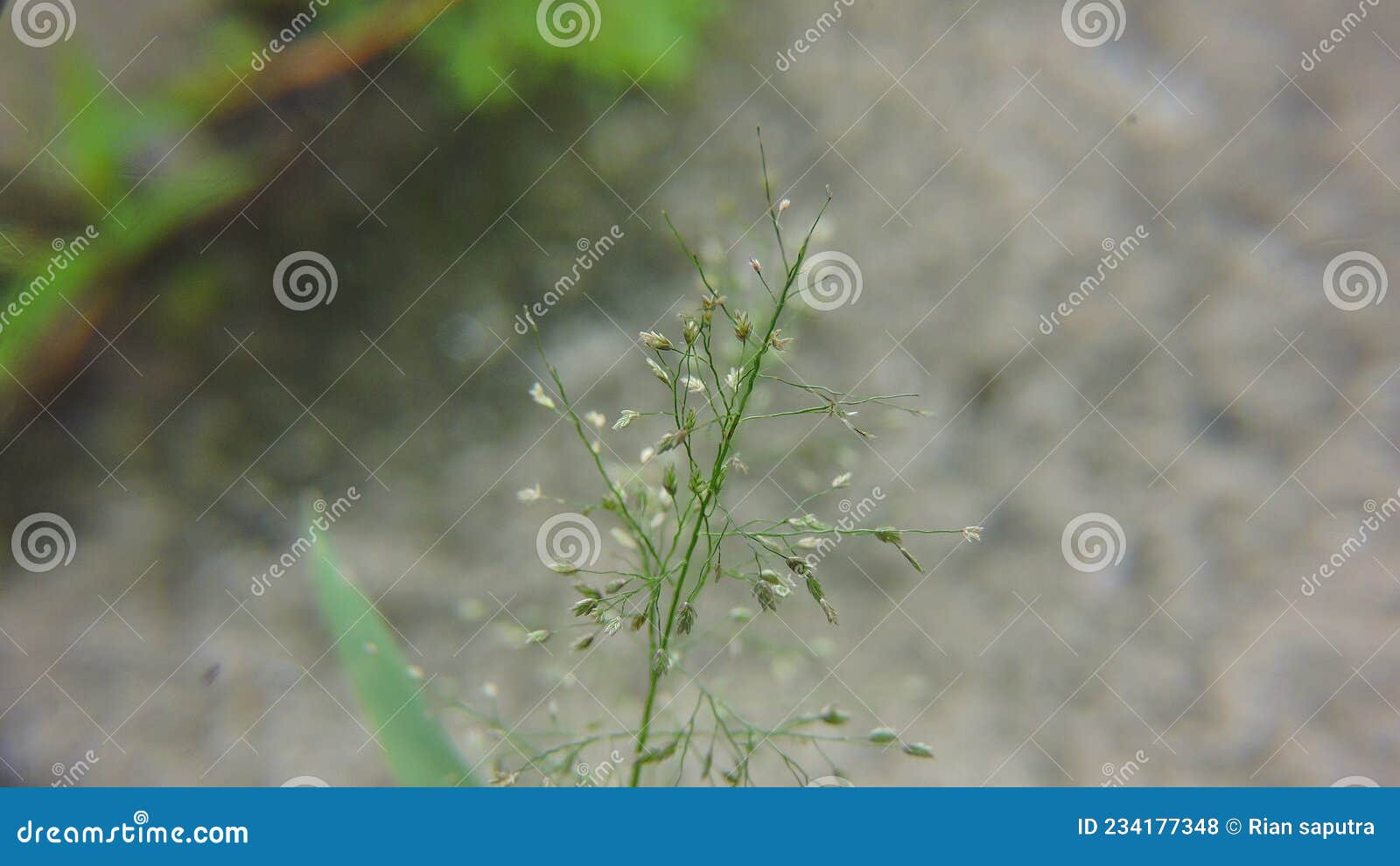 Weeds on the Side of the Road Stock Photo - Image of herb, meadow ...