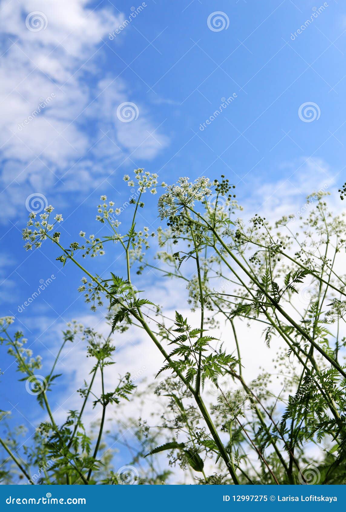 Weeds and sky stock image. Image of field, green, floral - 12997275