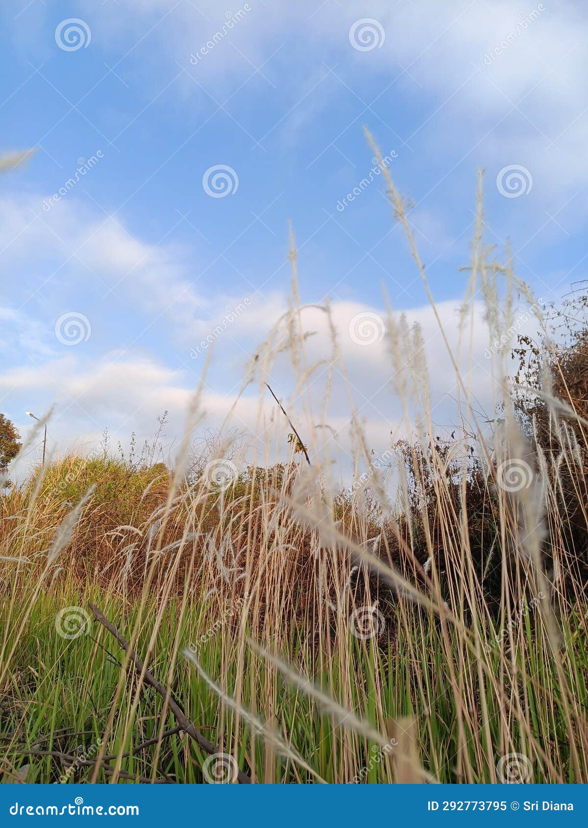 Weeds and Sky Background; Potrait Stock Image - Image of white, weeds ...