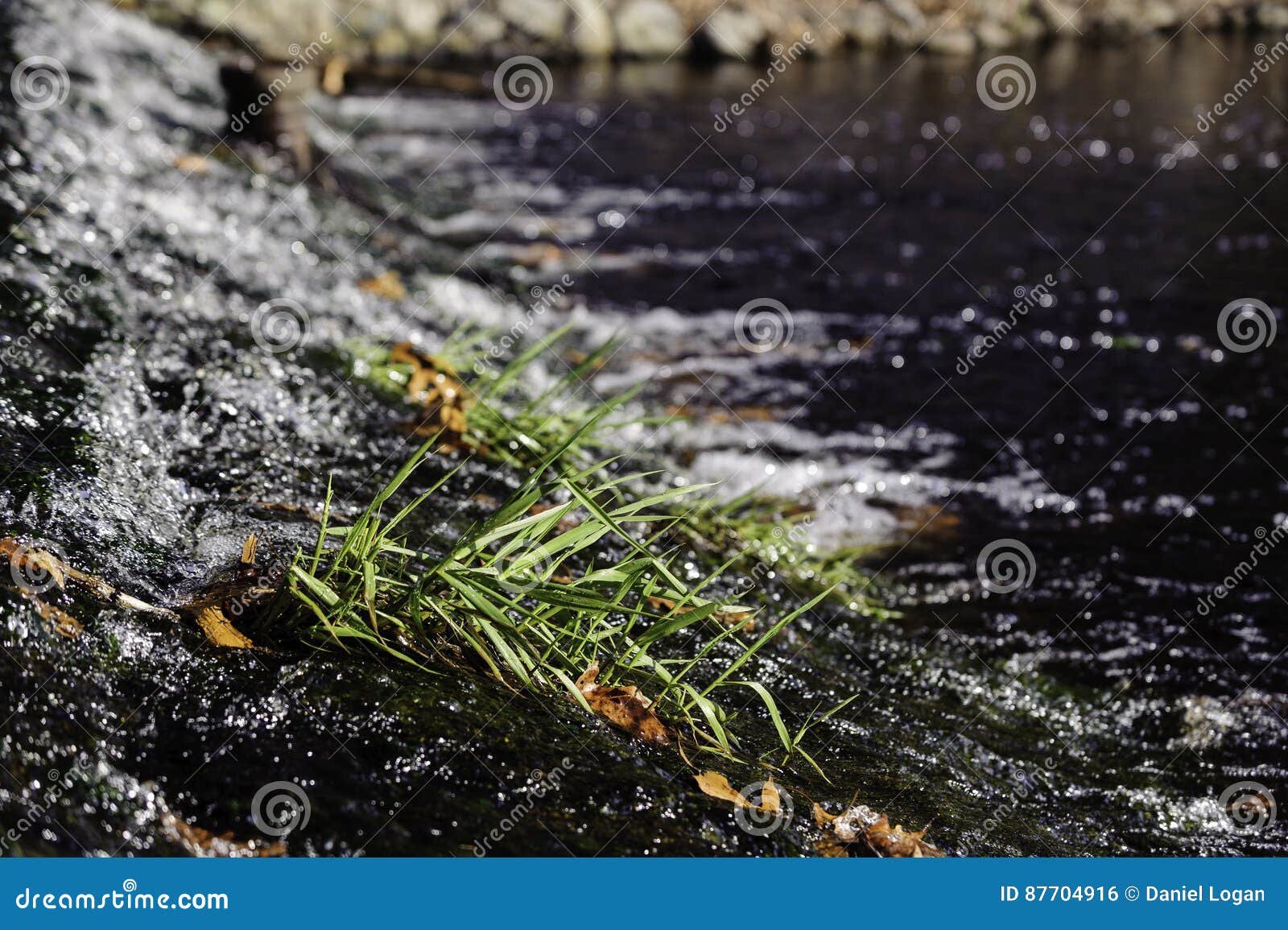 Weeds spillway stream stock photo. Image of stream, weeds - 87704916