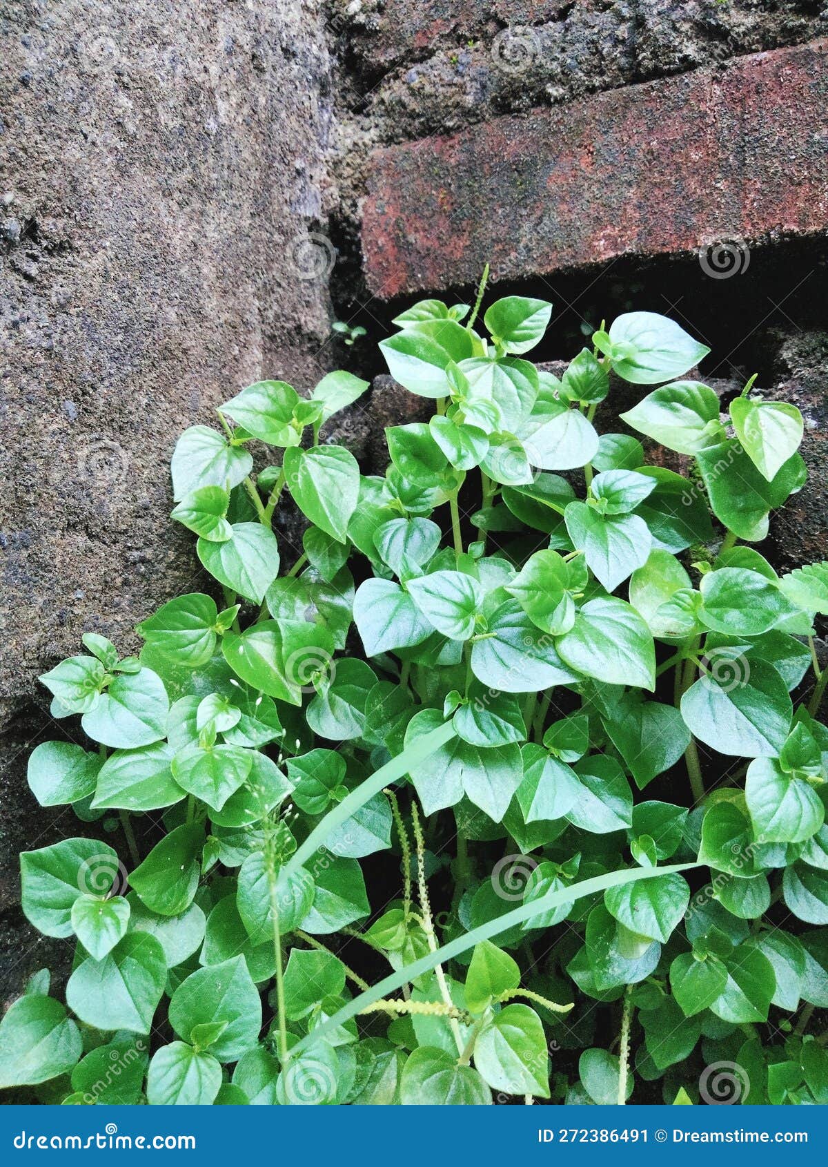 A Weeds Sticking on the Wall Stock Image - Image of wall, nature: 272386491