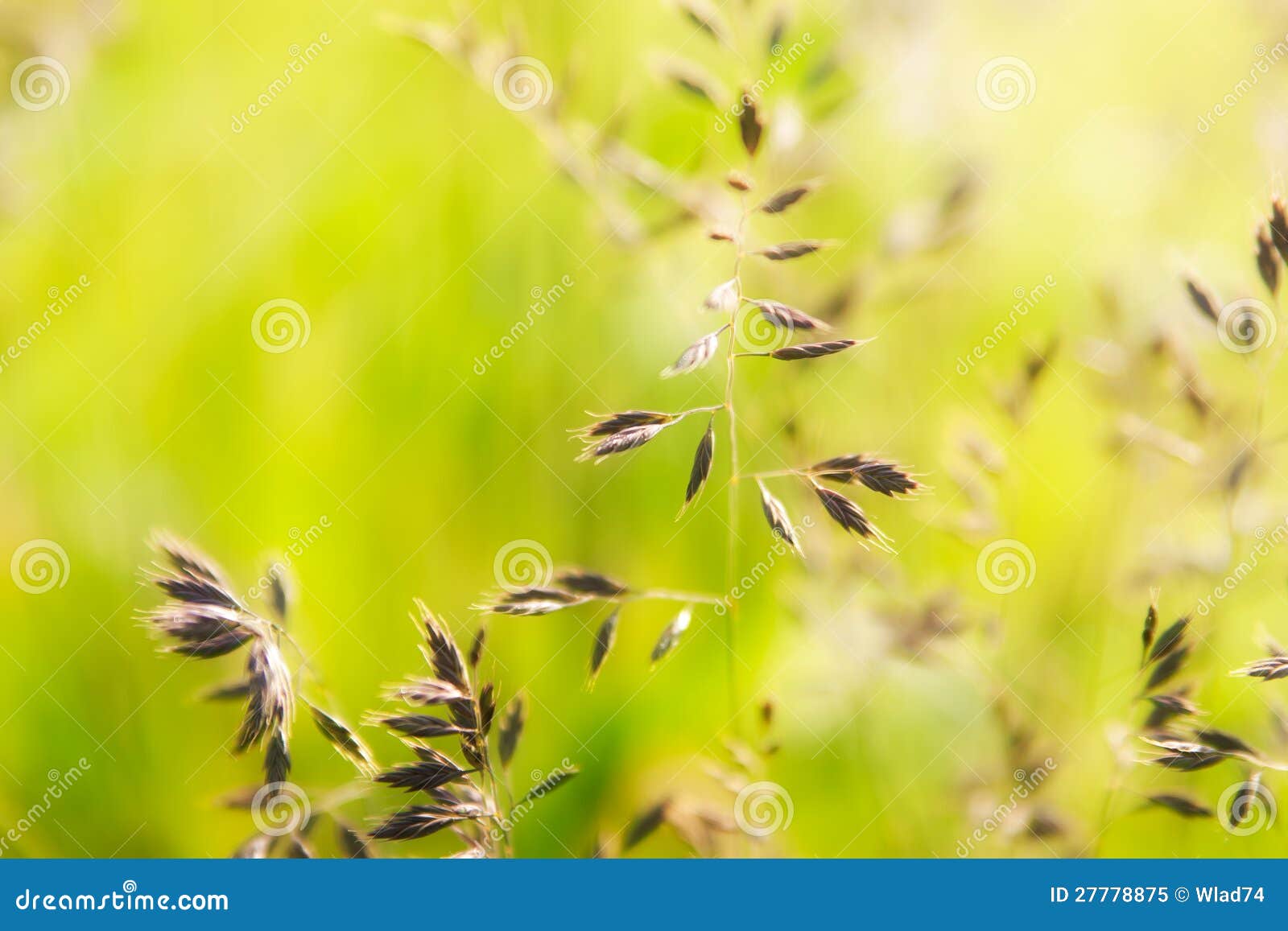 Weeds in the sun stock image. Image of beam, grass, selective - 27778875