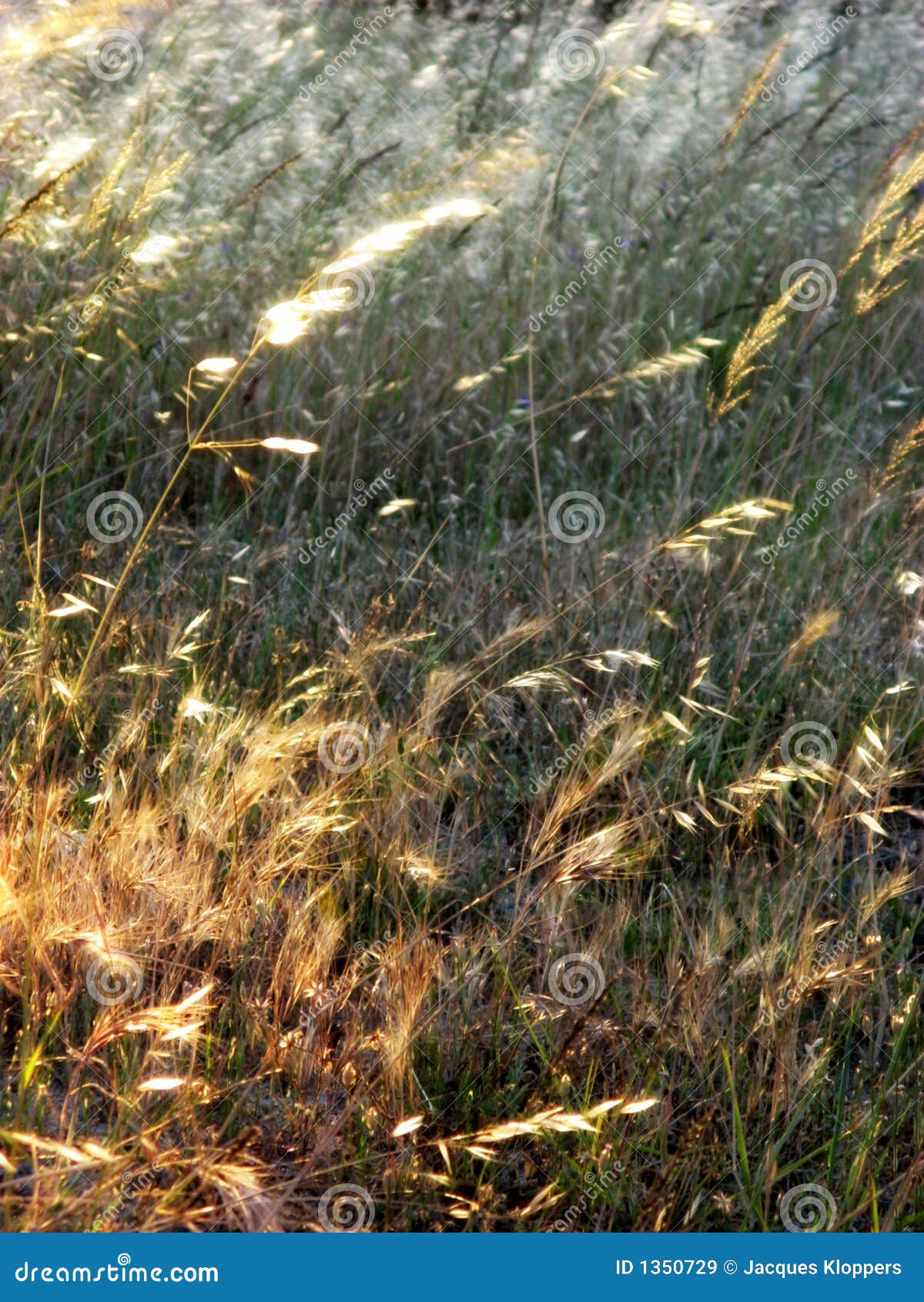 Weeds at sunset stock image. Image of sunset, weed, halo - 1350729