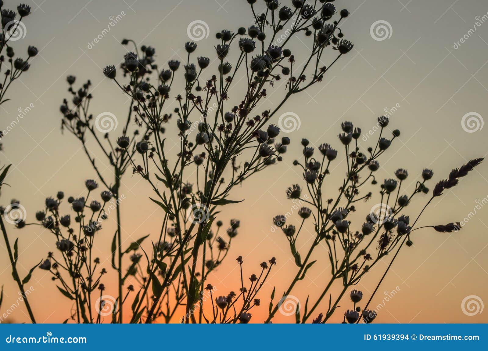 Weeds at sunset stock photo. Image of krasnyi, sunset - 61939394