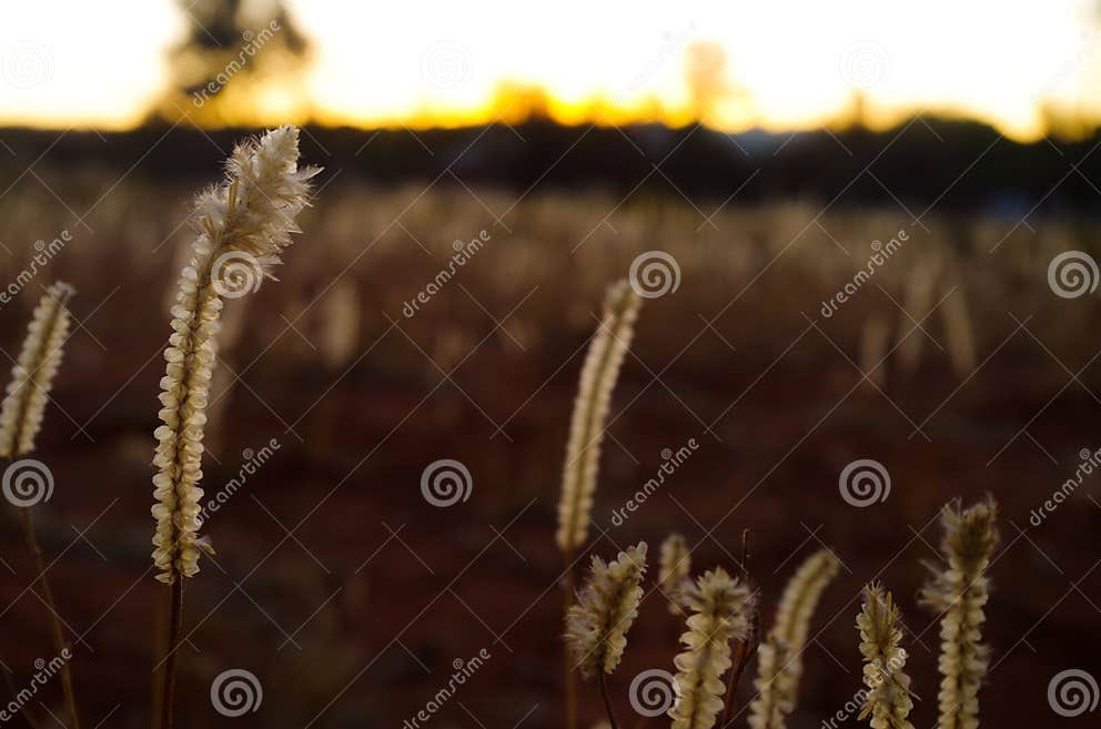 Weeds at sunset stock image. Image of sunlight, wild - 63013413