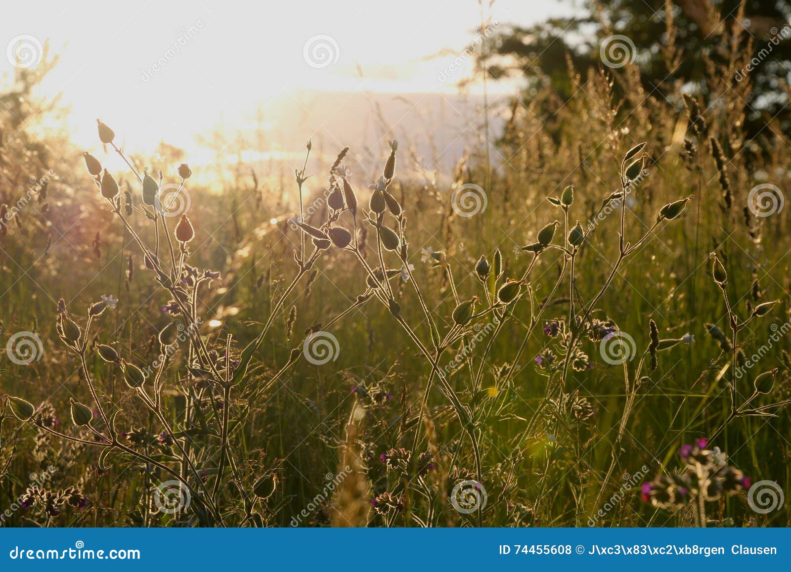 Weeds in the sunset stock photo. Image of white, dust - 74455608