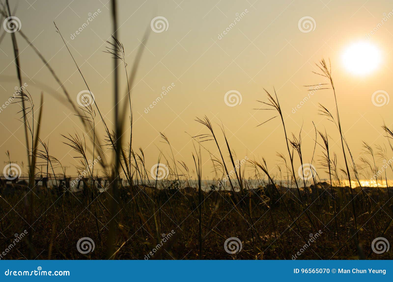 Weeds in sunset stock photo. Image of summer, plant, level - 96565070