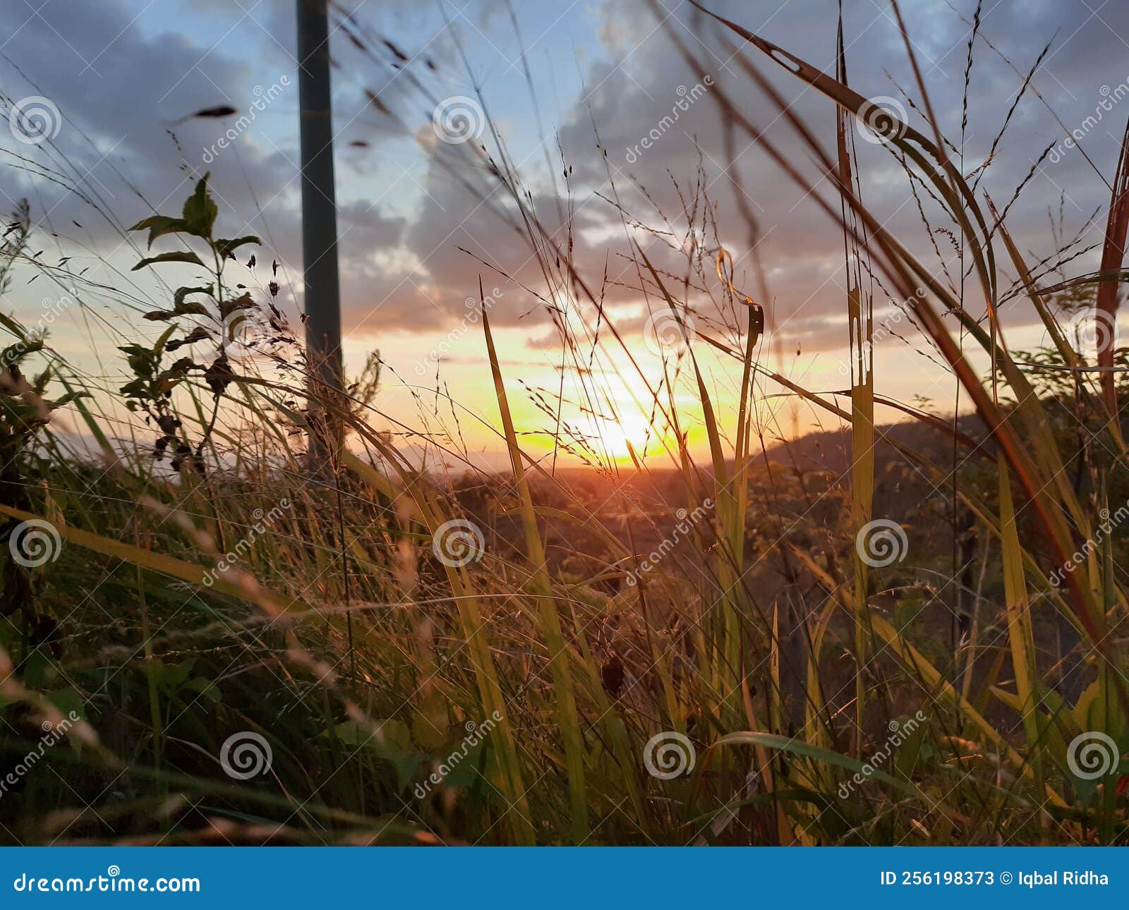Weeds and sunset view stock image. Image of sunset, evening - 256198373