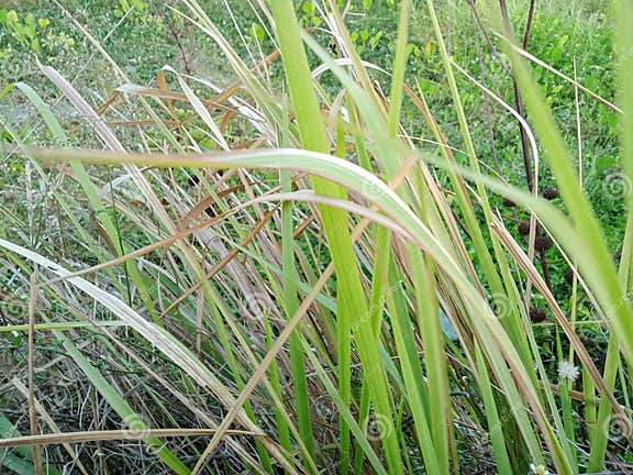 Weeds that Thrive in Rice Fields Stock Image - Image of rice ...