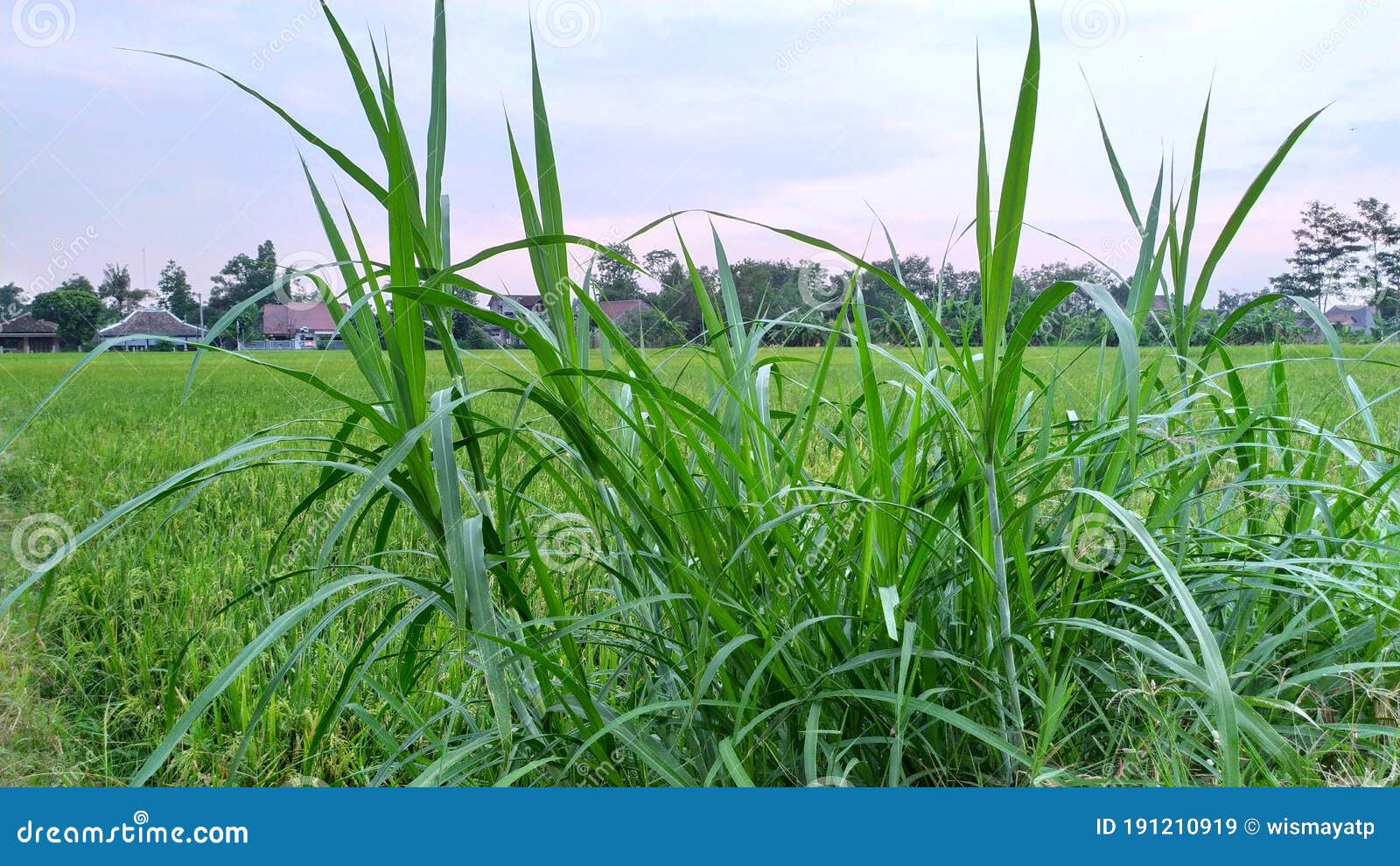 Weeds Thrives on the Edge of Rice Fields Stock Image - Image of nature ...