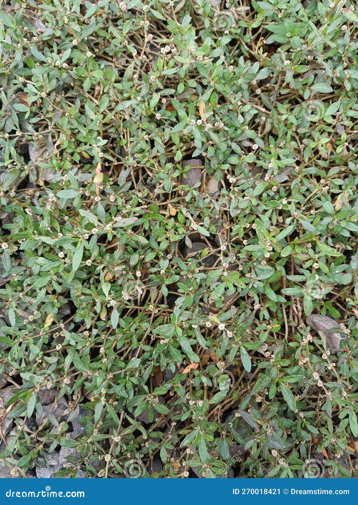 Weeds that Usually Grow on Rocks Stock Image - Image of rocks, grass ...