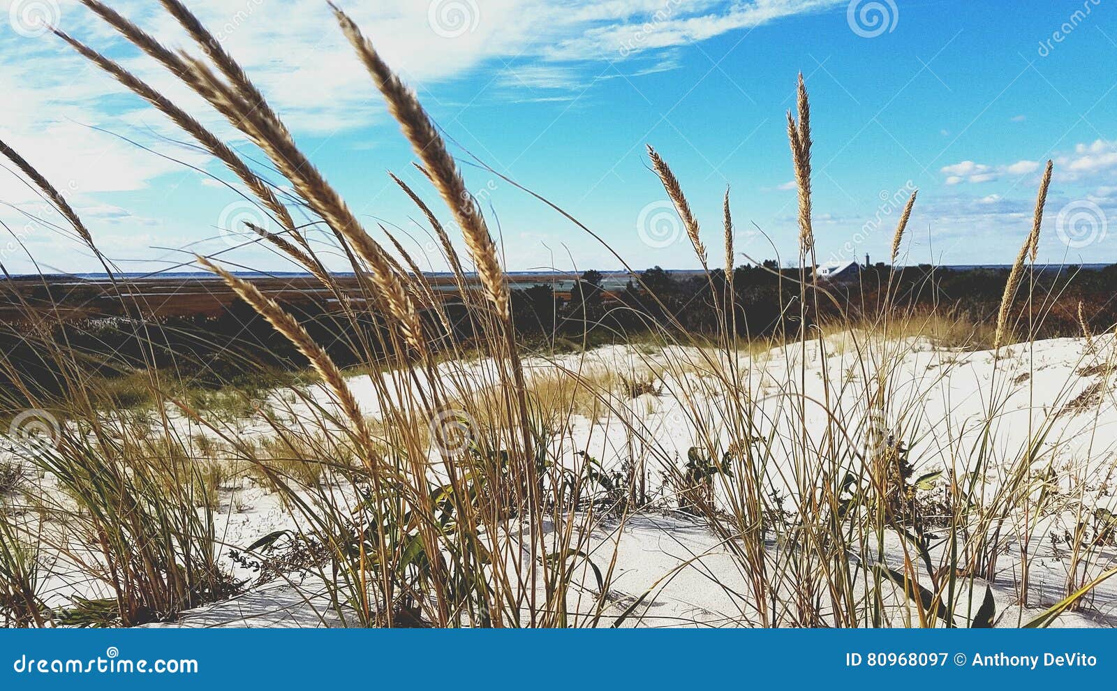 Weeds and the view stock image. Image of sand, island - 80968097