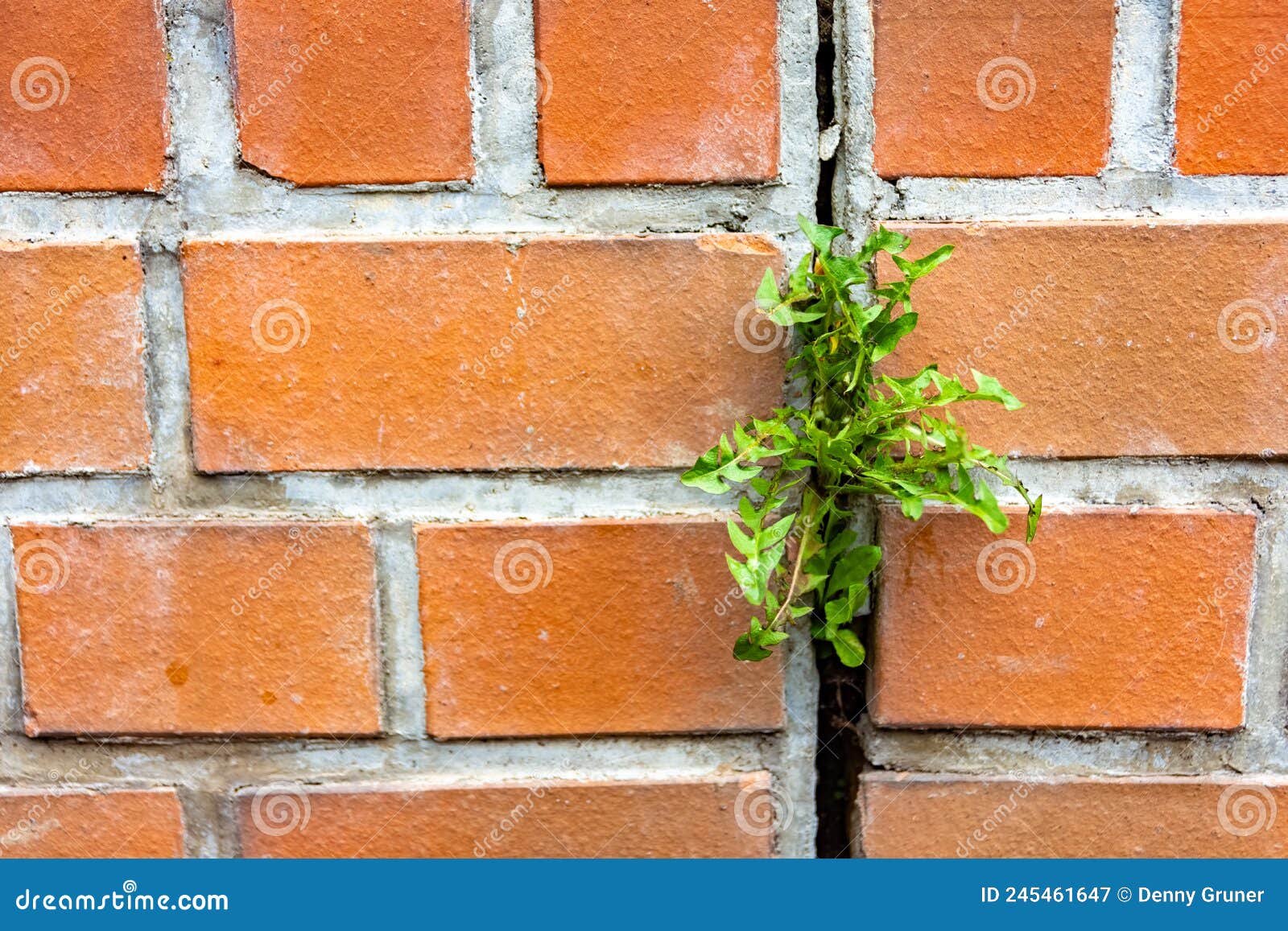 Weeds between a Wall with Bricks Stock Image - Image of wall, leaf ...