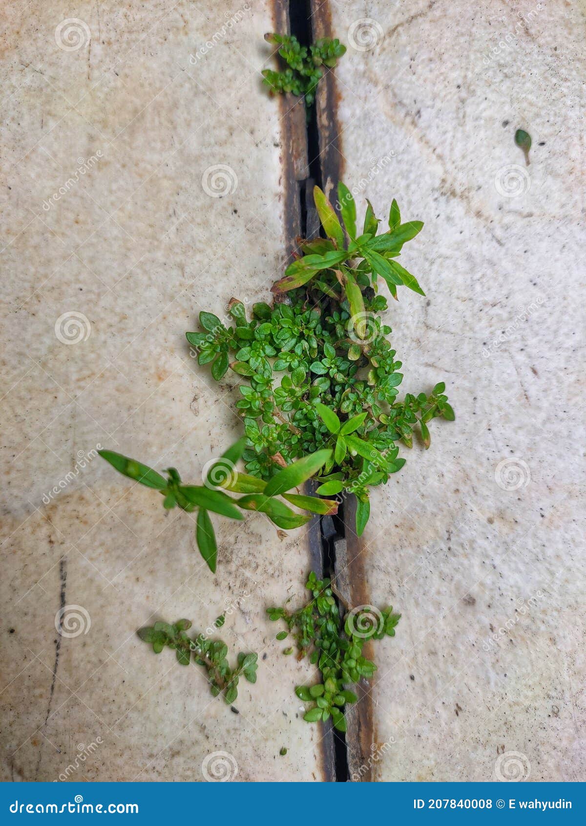 Weeds on the wall stock photo. Image of twig, leaf, houseplant - 207840008