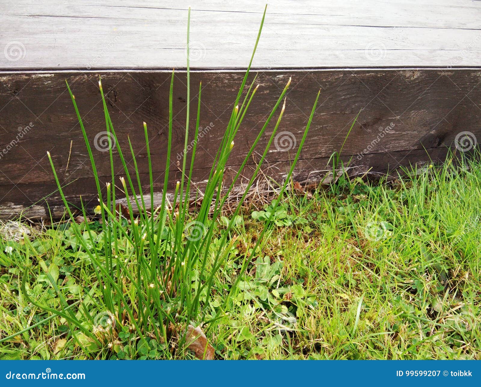 Weeds and wall stock image. Image of walln, brown, nature - 99599207
