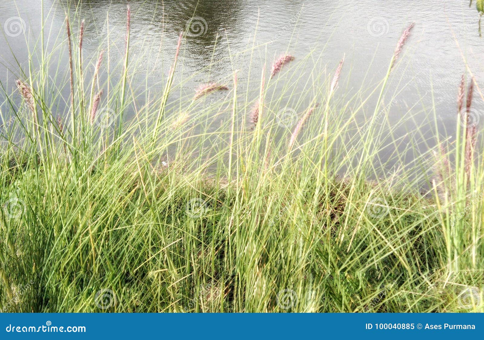 Royalty Free Images, Cartoons, Illustrations And Photos Designed By ...