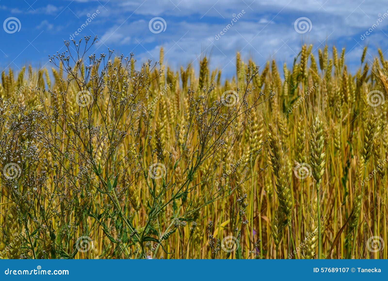 Weeds and wheat field stock image. Image of cultivated - 57689107
