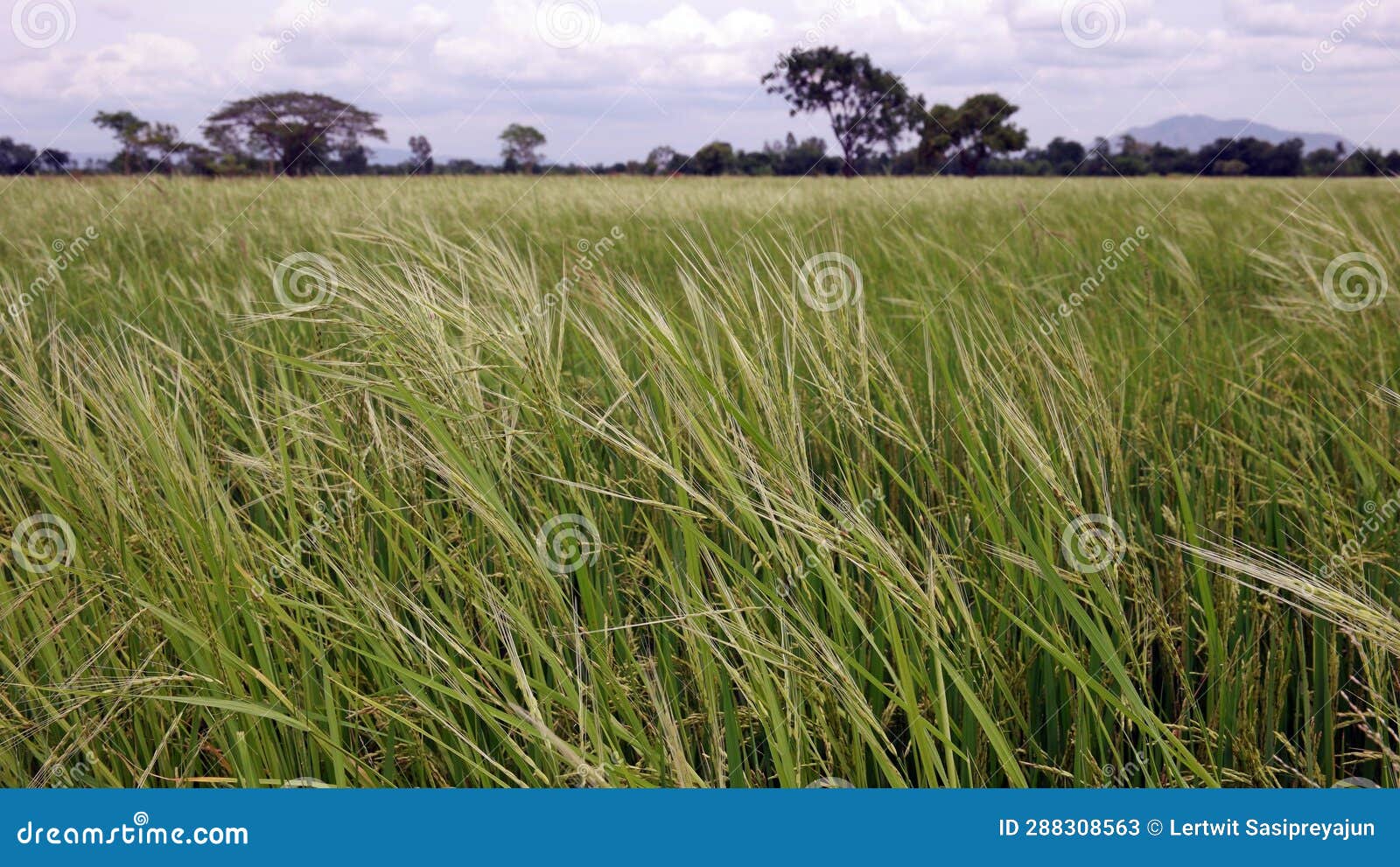 Weedy Rice Infested in Paddy Field Stock Image - Image of wild ...