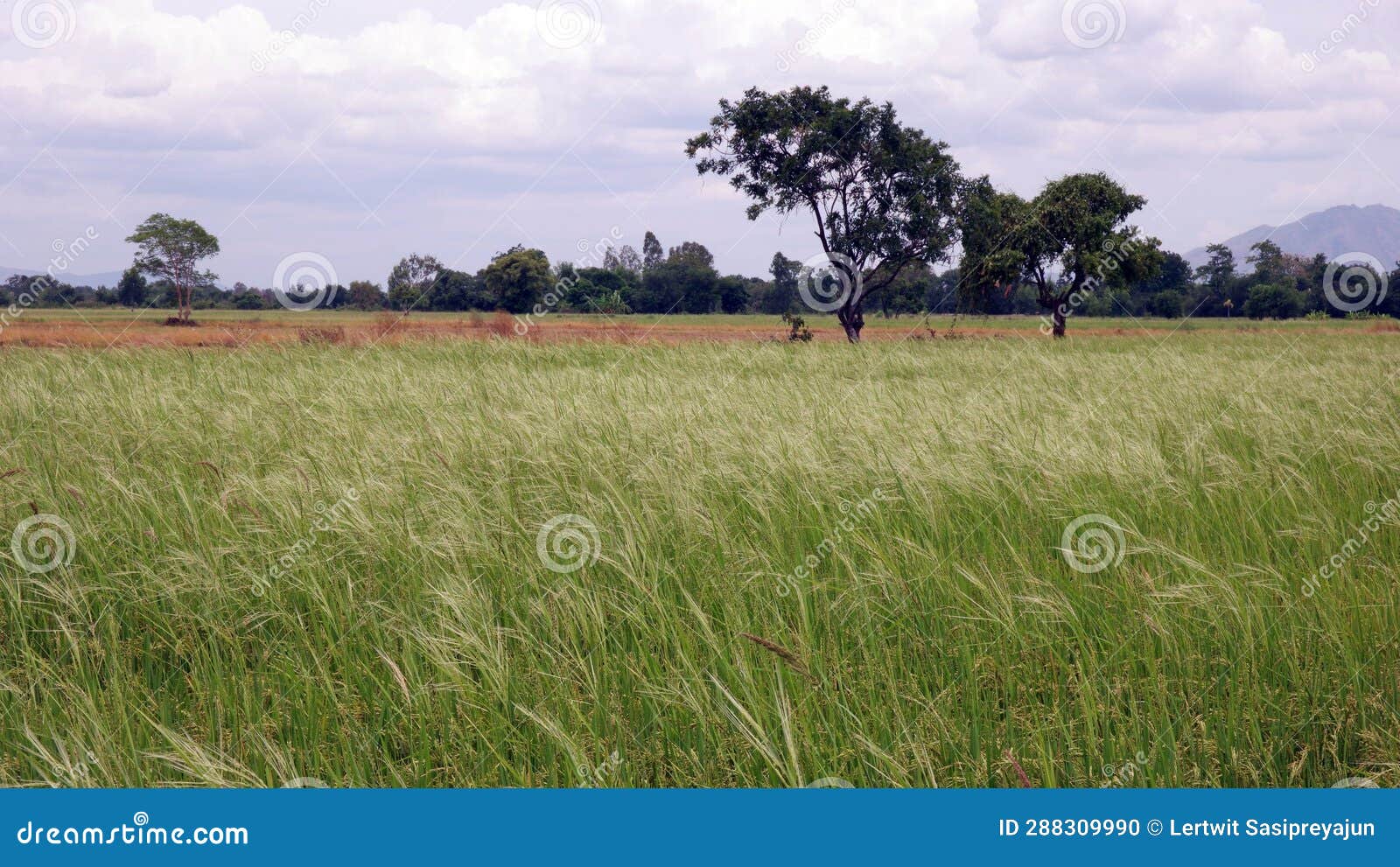 Weedy Rice Infested in Paddy Field Stock Photo - Image of grass, farm ...