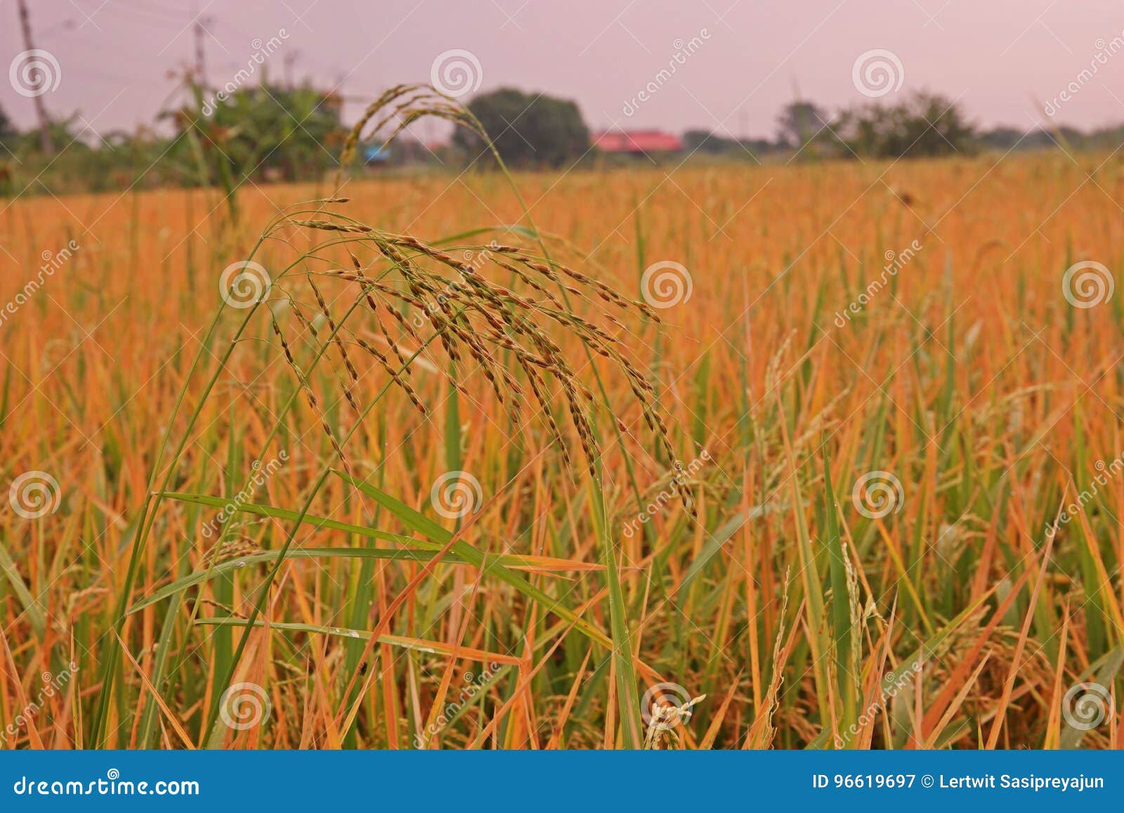Weedy rice in paady field stock image. Image of agriculture - 96619697