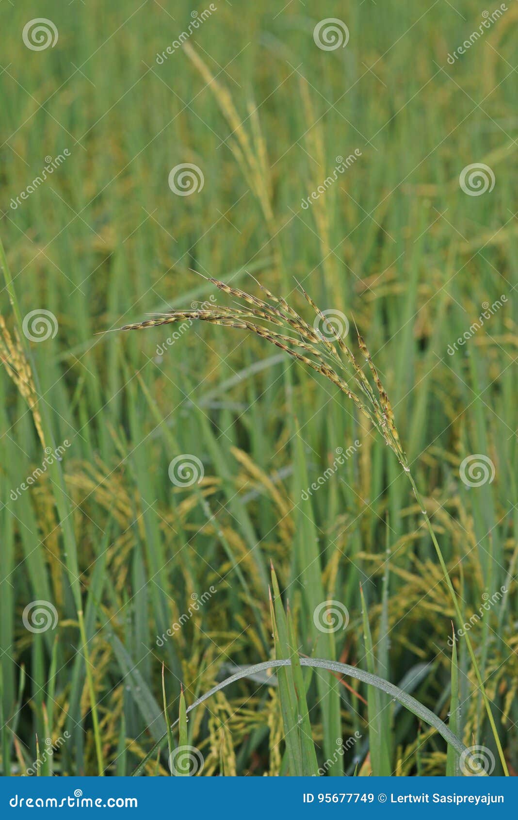 Weedy rice in paady field stock image. Image of wild - 95677749